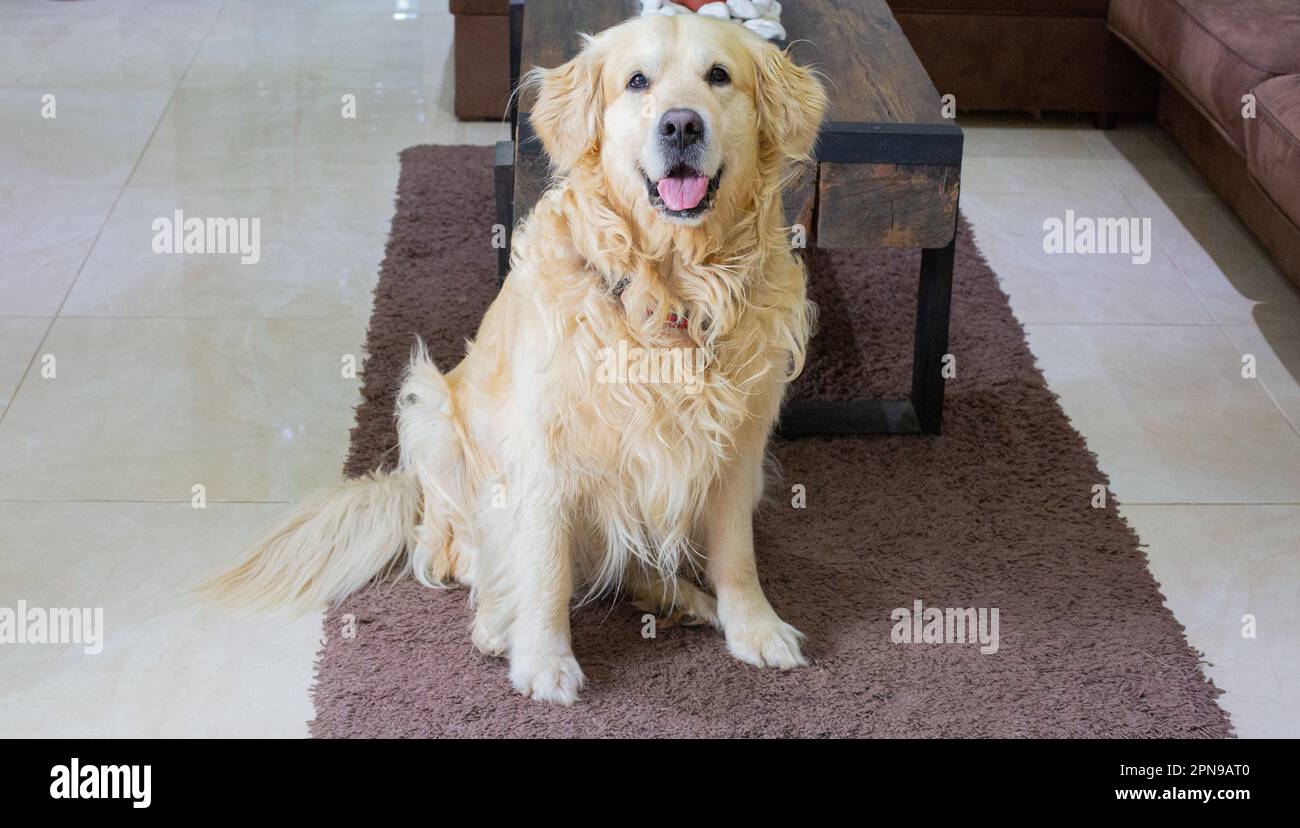 Golden Retriever dog in home Stock Photo - Alamy