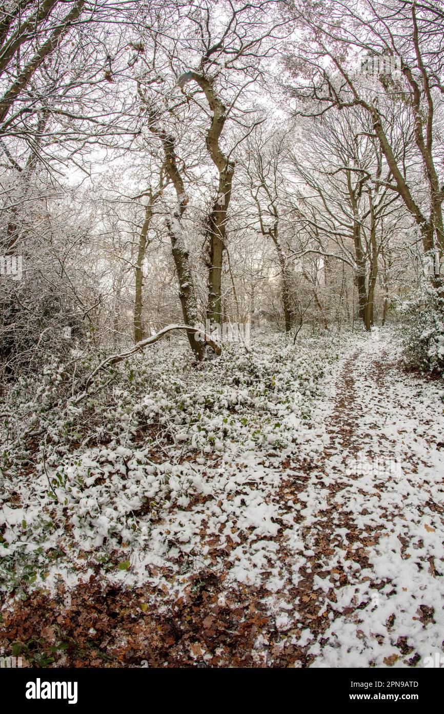 Intimate snow covered winter environmental woodland tableau ...