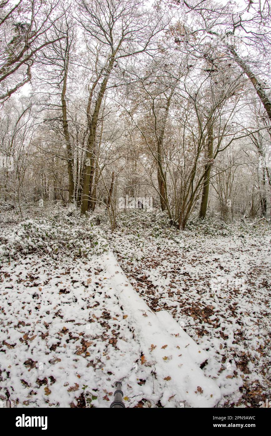Intimate snow covered winter environmental woodland tableau ...