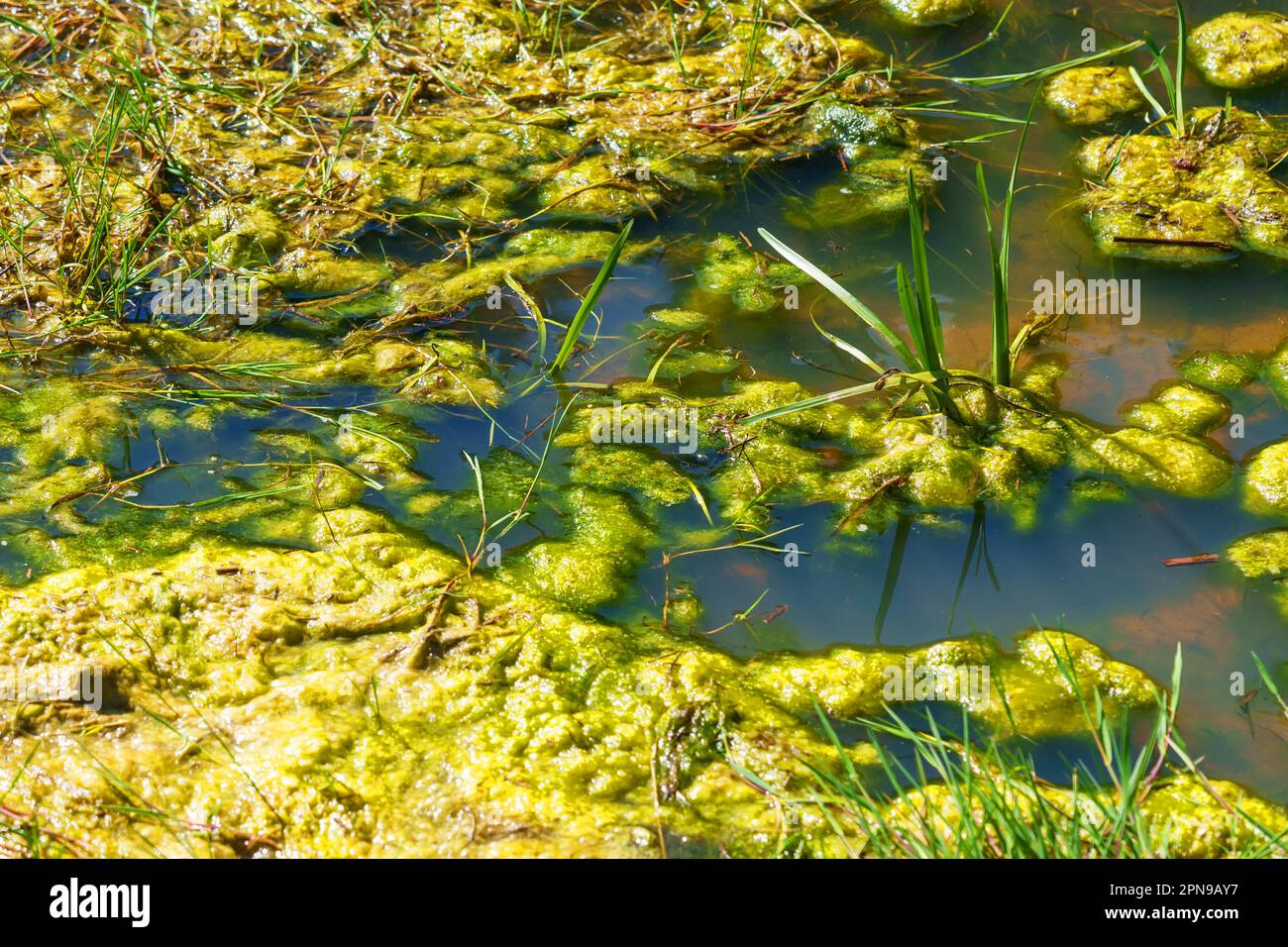 Polluted wetlands hi-res stock photography and images - Alamy