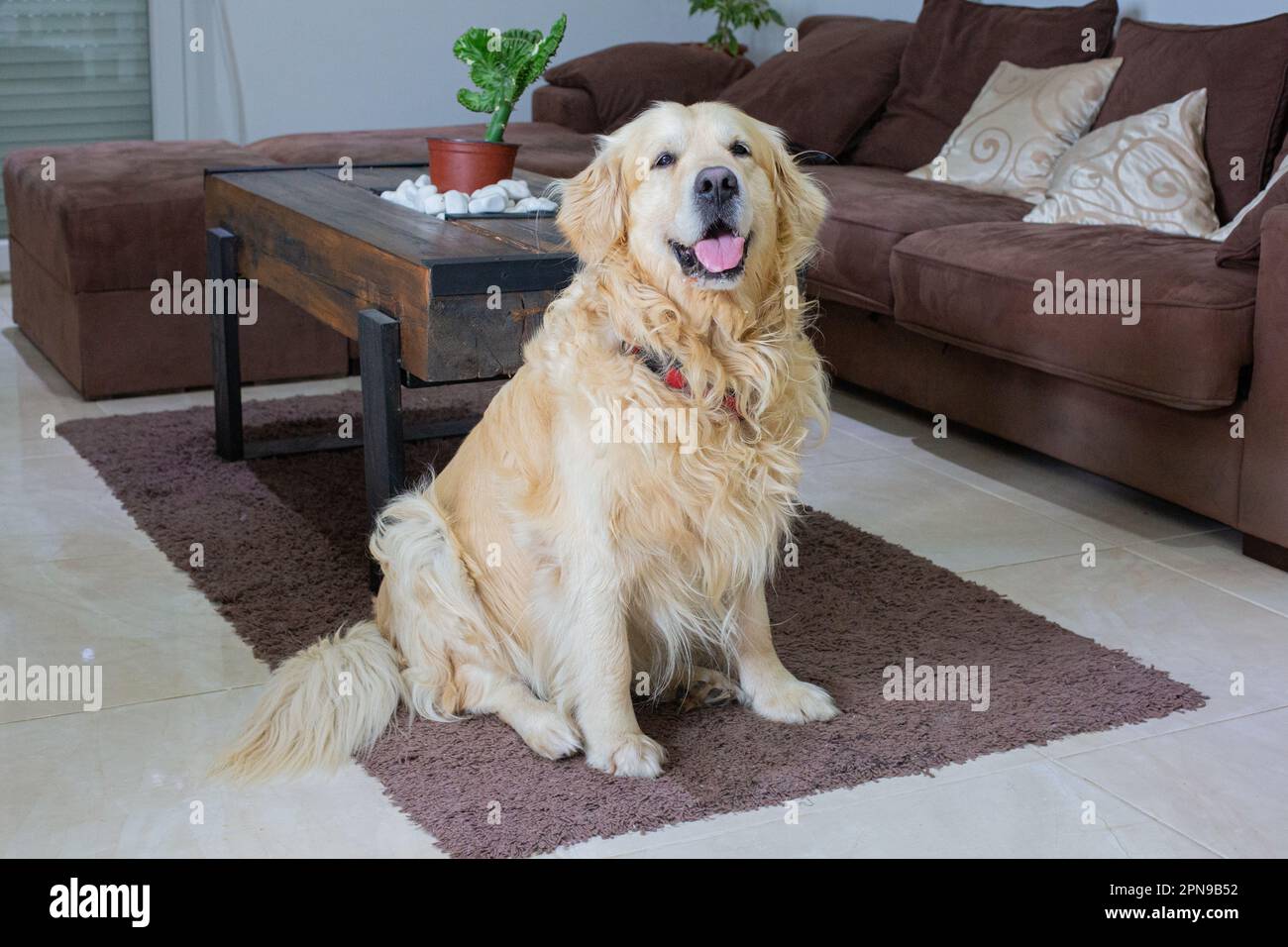 Golden Retriever dog in home Stock Photo - Alamy