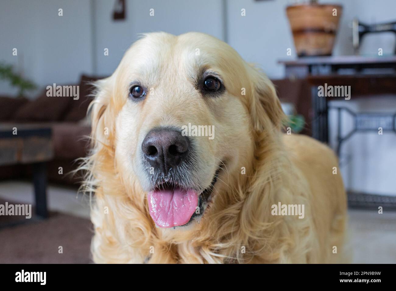Golden Retriever dog in home Stock Photo - Alamy
