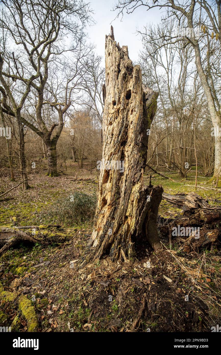 Natural patterns in nature as dying tree in winter woodland is ...