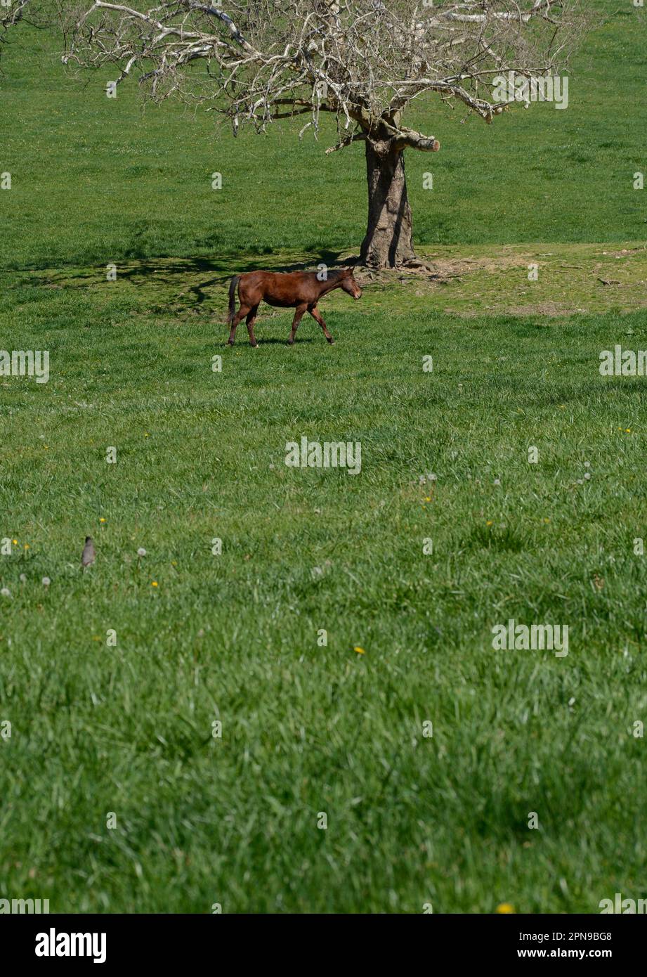 Virginia horse pasture hi-res stock photography and images - Alamy