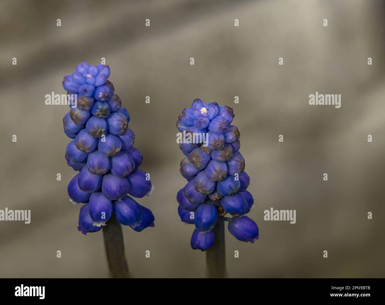 Muscari in flower neglectum hi-res stock photography and images - Alamy