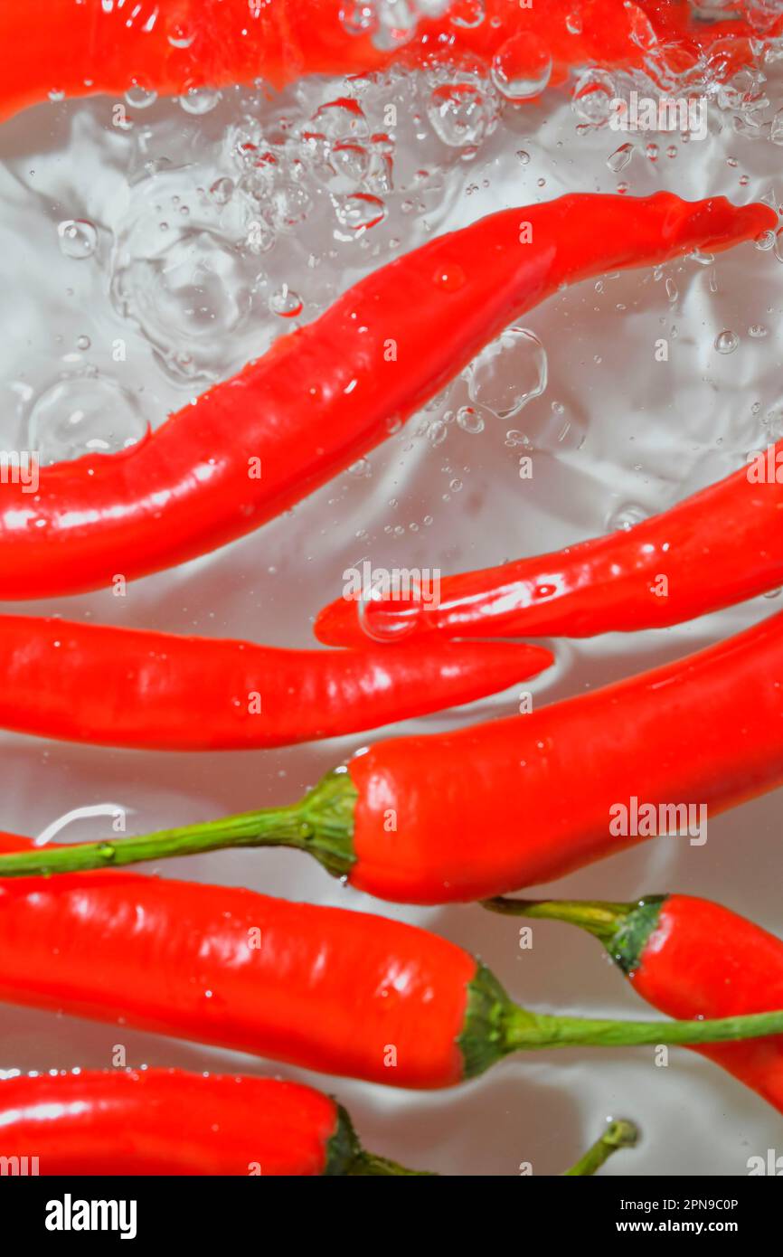 Red hot peppers in water splash on white background. Splashing water ...