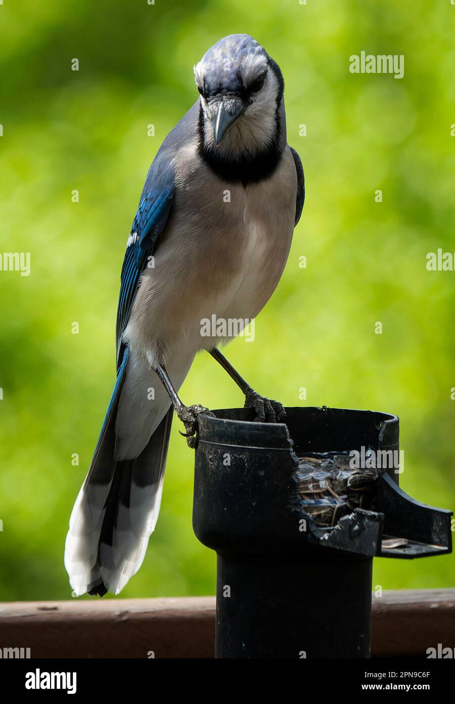 Nut stash hi-res stock photography and images - Alamy