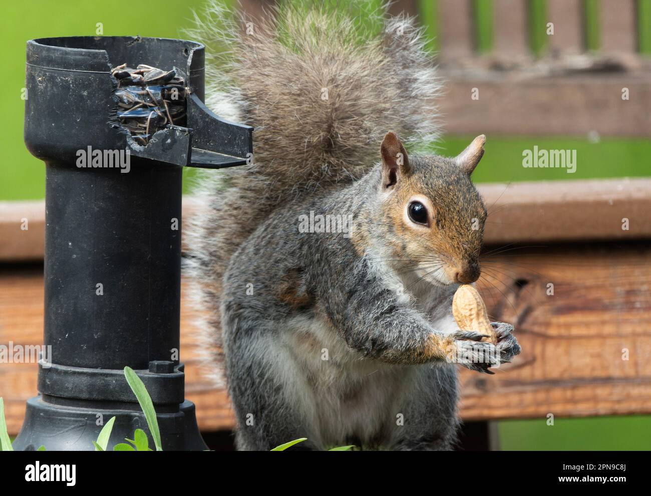 A Squirrel finds a peanut on the deck Stock Photo - Alamy