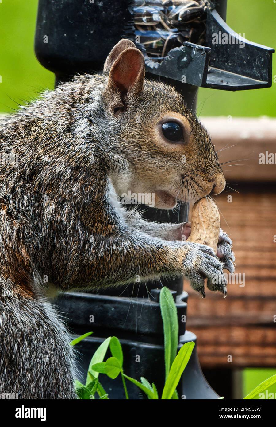 A Squirrel finds a peanut on the deck Stock Photo - Alamy