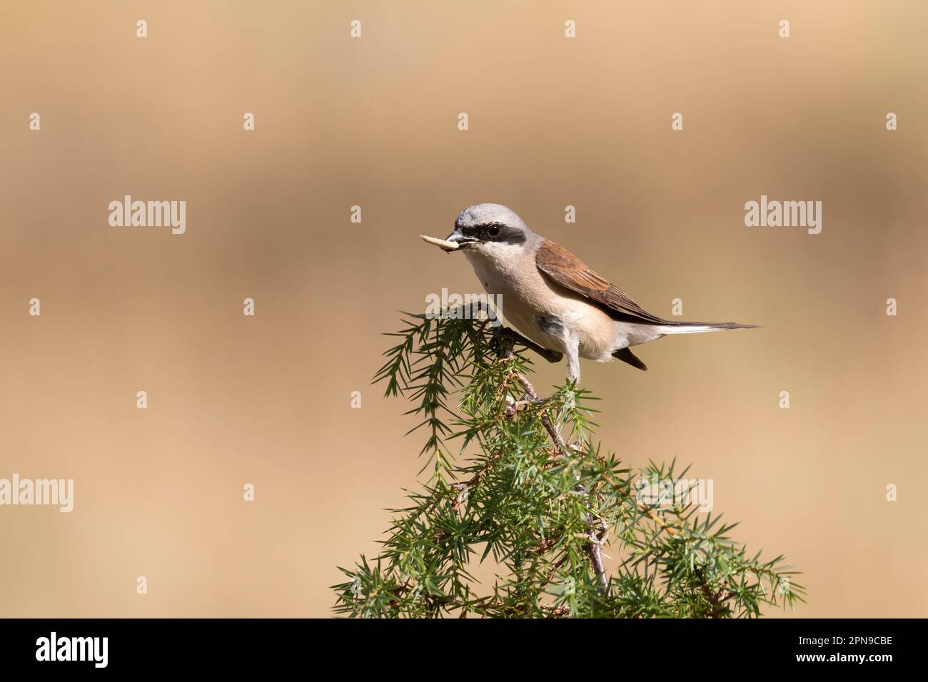 The male red-backed shrike (Lanius collurio) is a carnivorous passerine bird and member of the ...