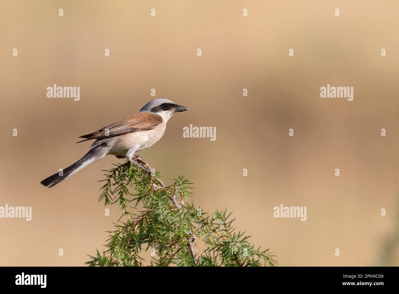 The male red-backed shrike (Lanius collurio) is a carnivorous passerine bird and member of the ...