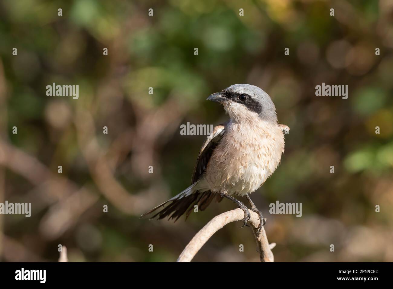 The male red-backed shrike (Lanius collurio) is a carnivorous passerine bird and member of the ...