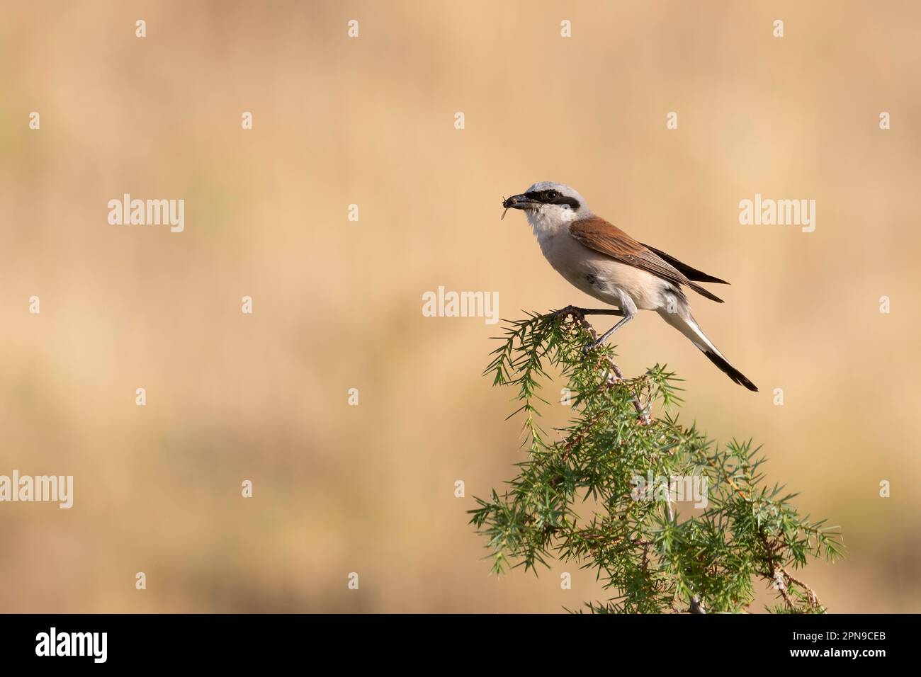 The male red-backed shrike (Lanius collurio) is a carnivorous passerine bird and member of the ...