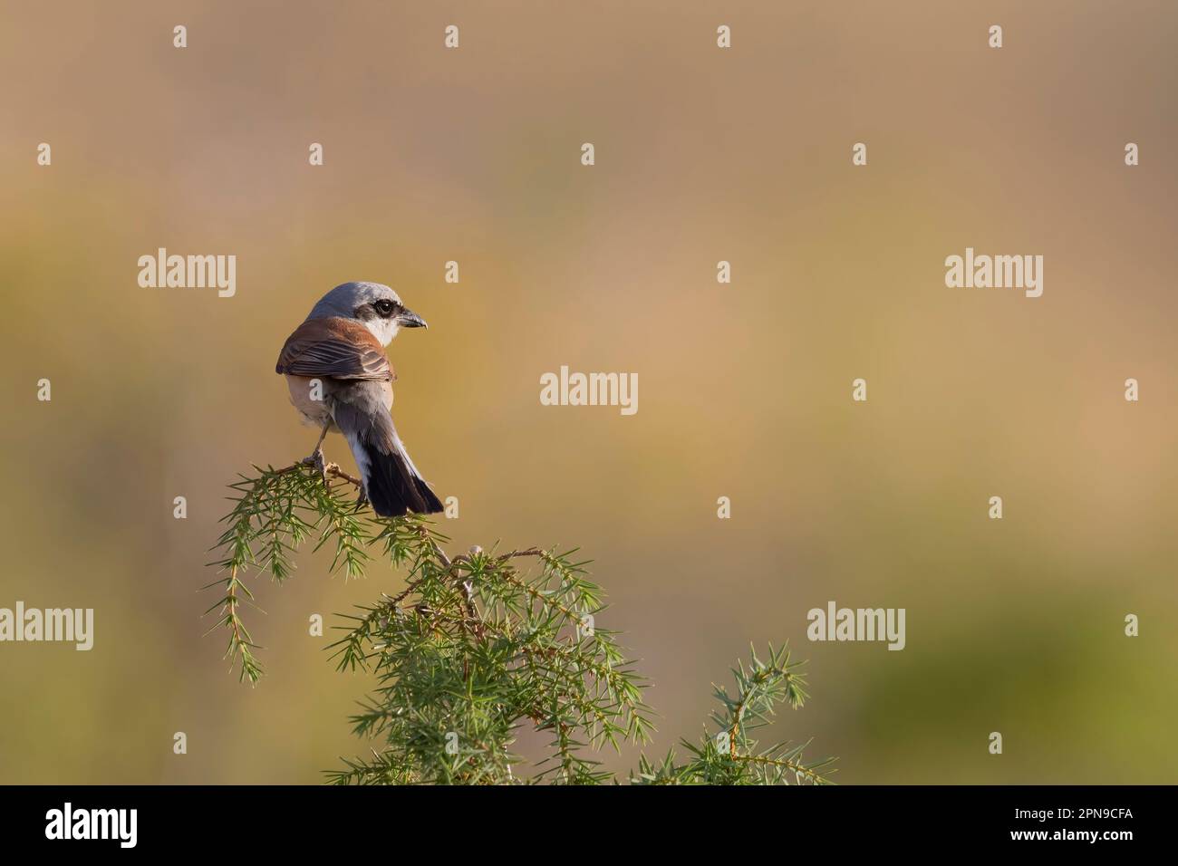 The male red-backed shrike (Lanius collurio) is a carnivorous passerine ...