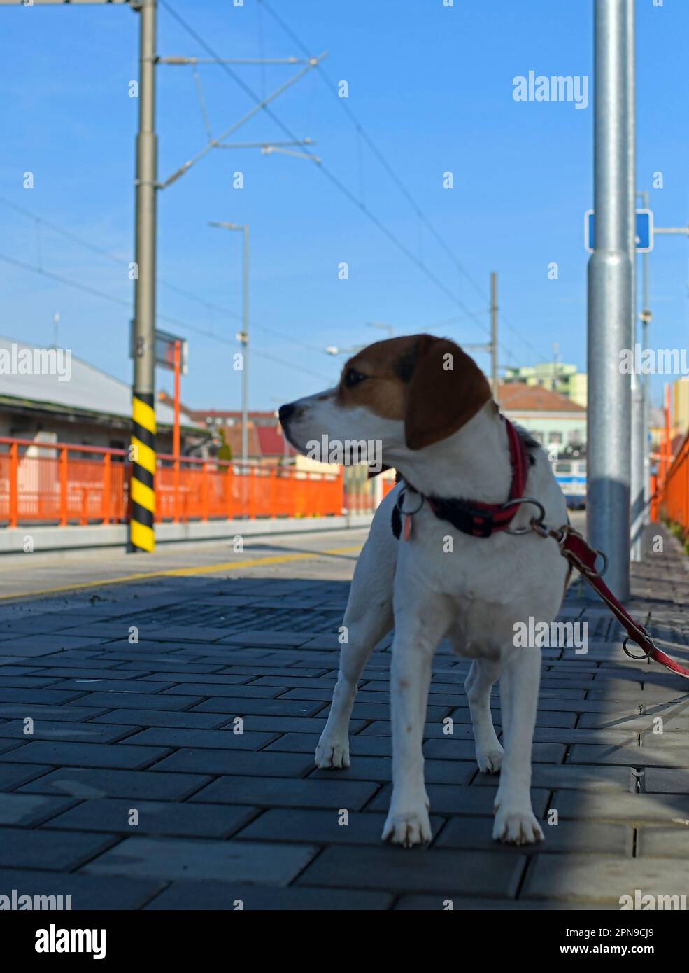 A dog waits for his owner at the train station. The concept of loyalty ...