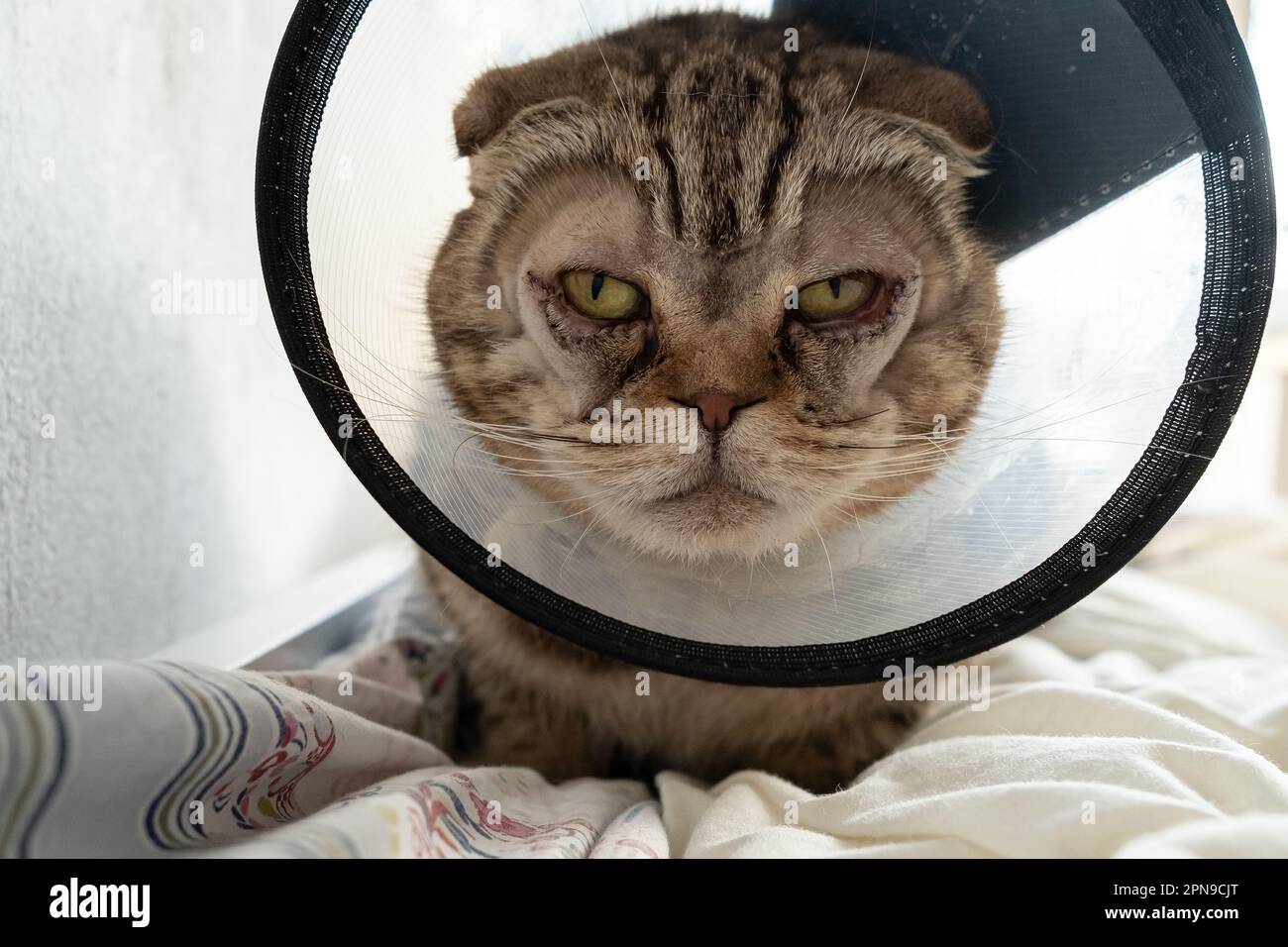 Sad cat after surgery on the eyes, with stitches on the lower eyelids ...