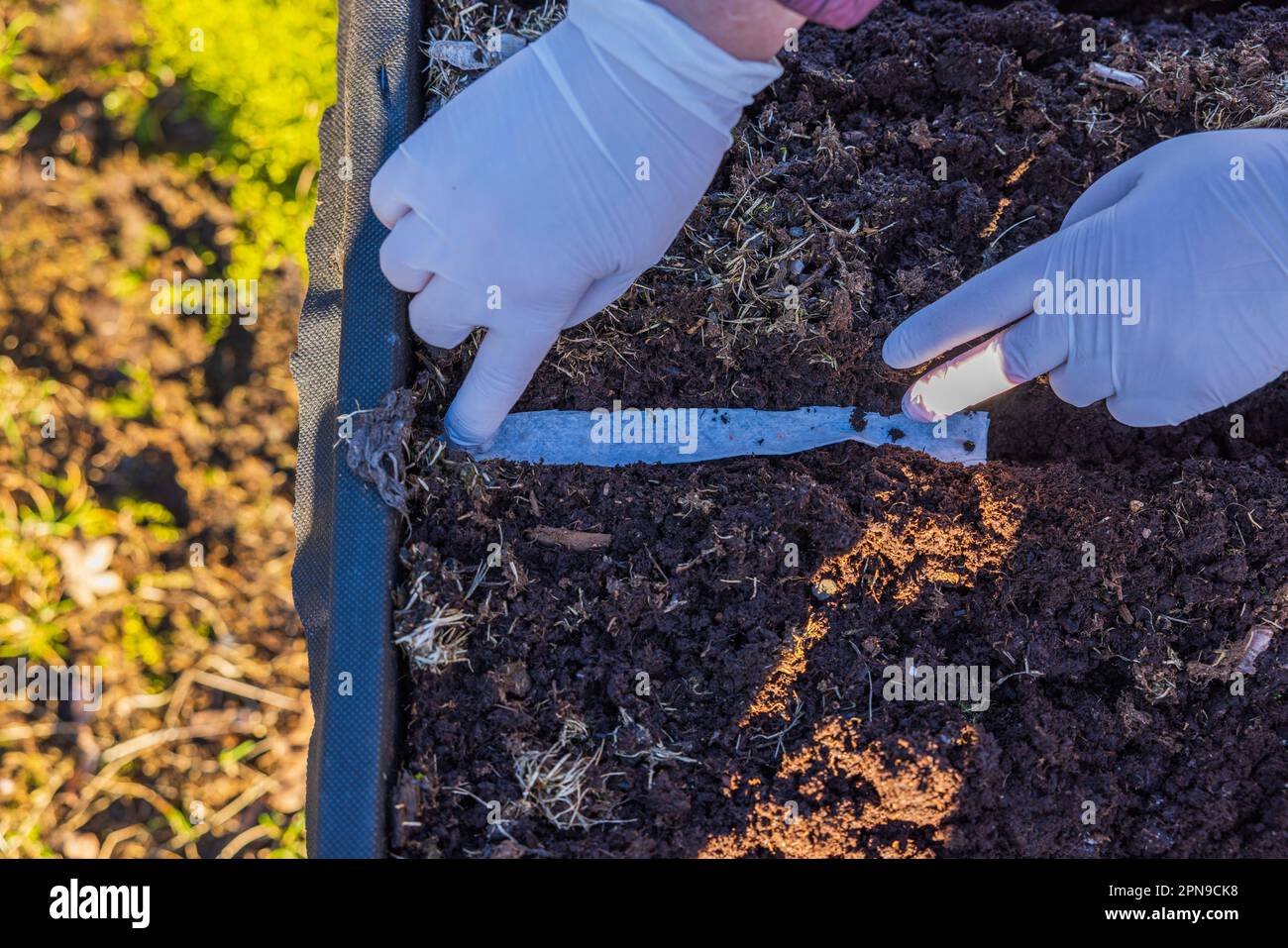 Woman planting seeds pre-arranged on paper strip Stock Photo - Alamy