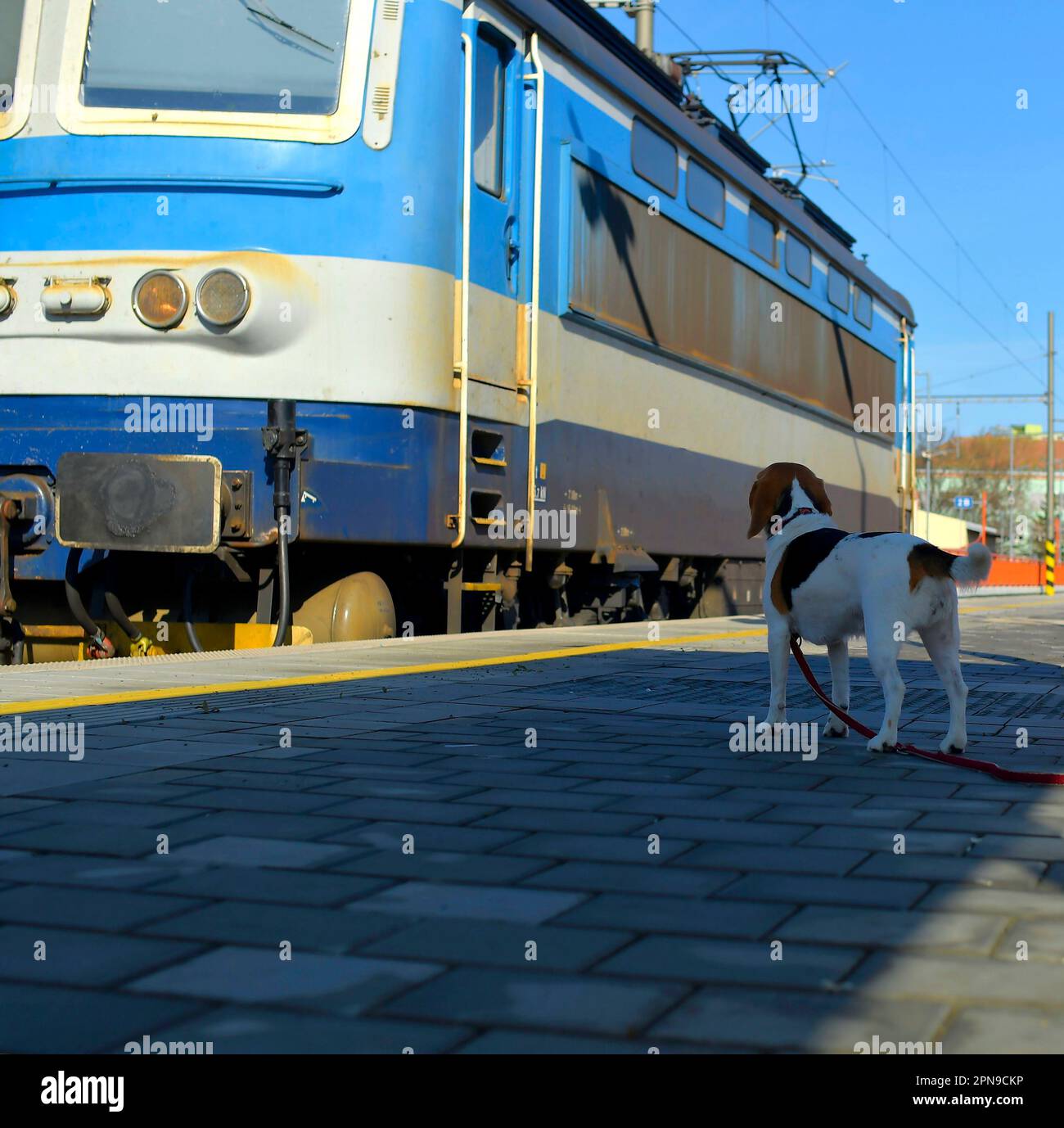 A dog waits for his owner at the train station. The concept of loyalty ...