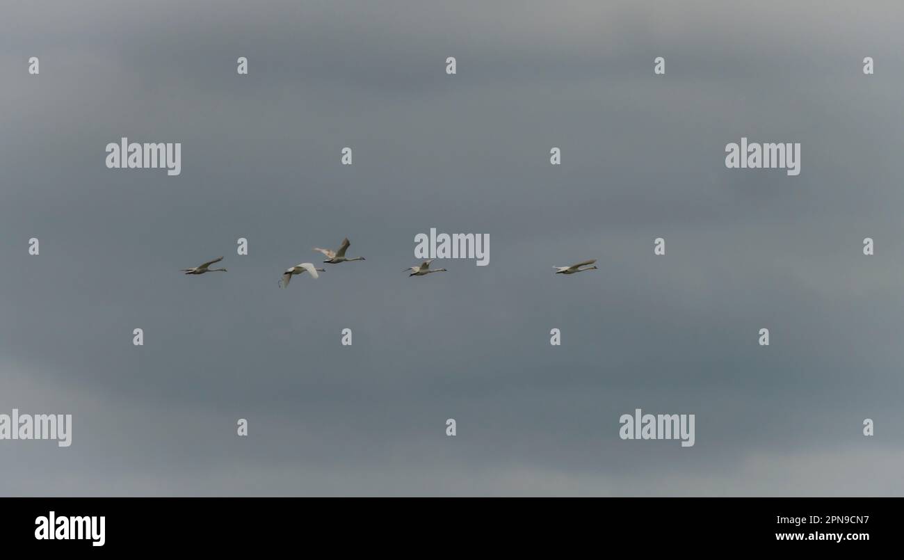 Flying over evening lake swans hi-res stock photography and images - Alamy