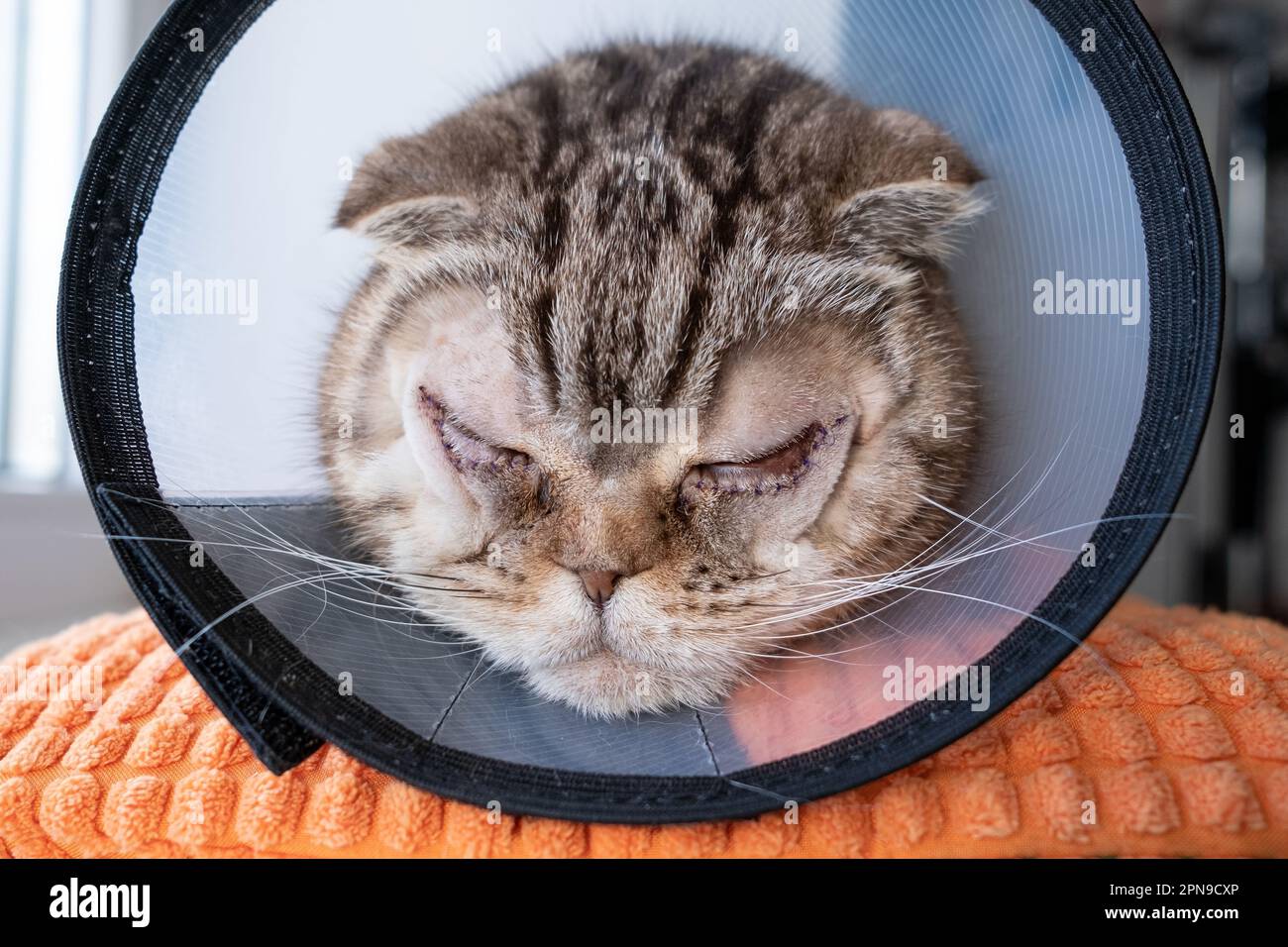 Cat after surgery on the eyes, with stitches on the lower eyelids, in ...