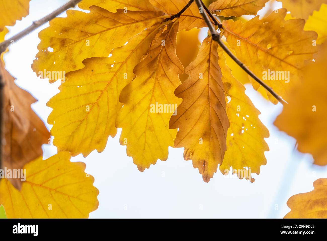Autumn yellow leaves of oak tree in autumn park. Fall background with ...
