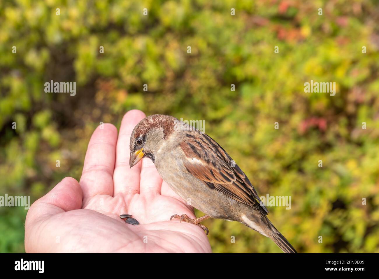 Sparrow eats seeds from a man's hand. A Sparrow bird sitting on the ...