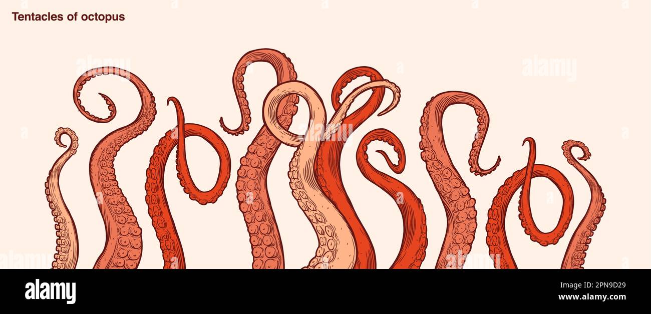 Red octopus tentacles reaching upwards, squid-like marine animal body ...