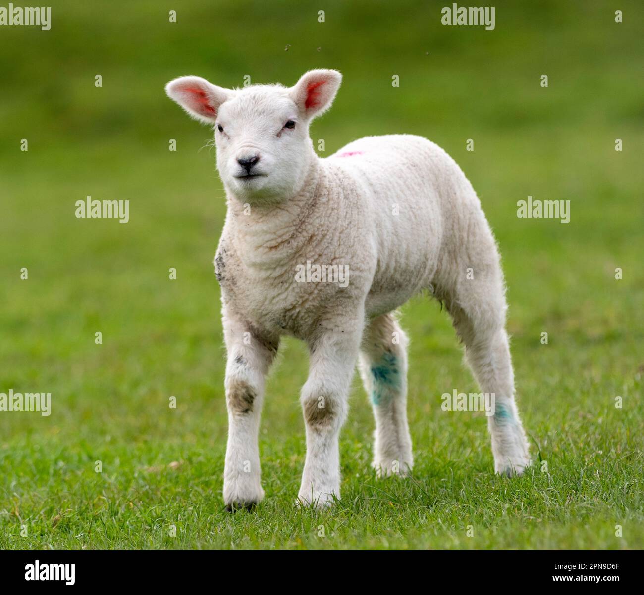 A white lamb walking on a lush green grassy field in the bright ...