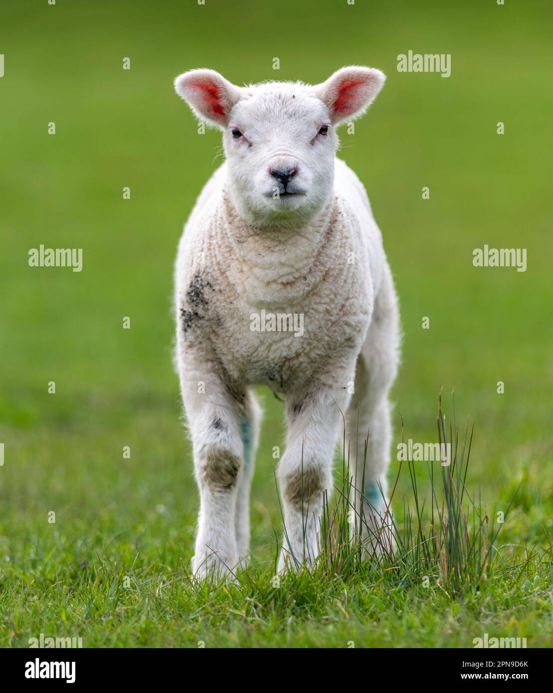 A white lamb walking on a lush green grassy field in the bright ...