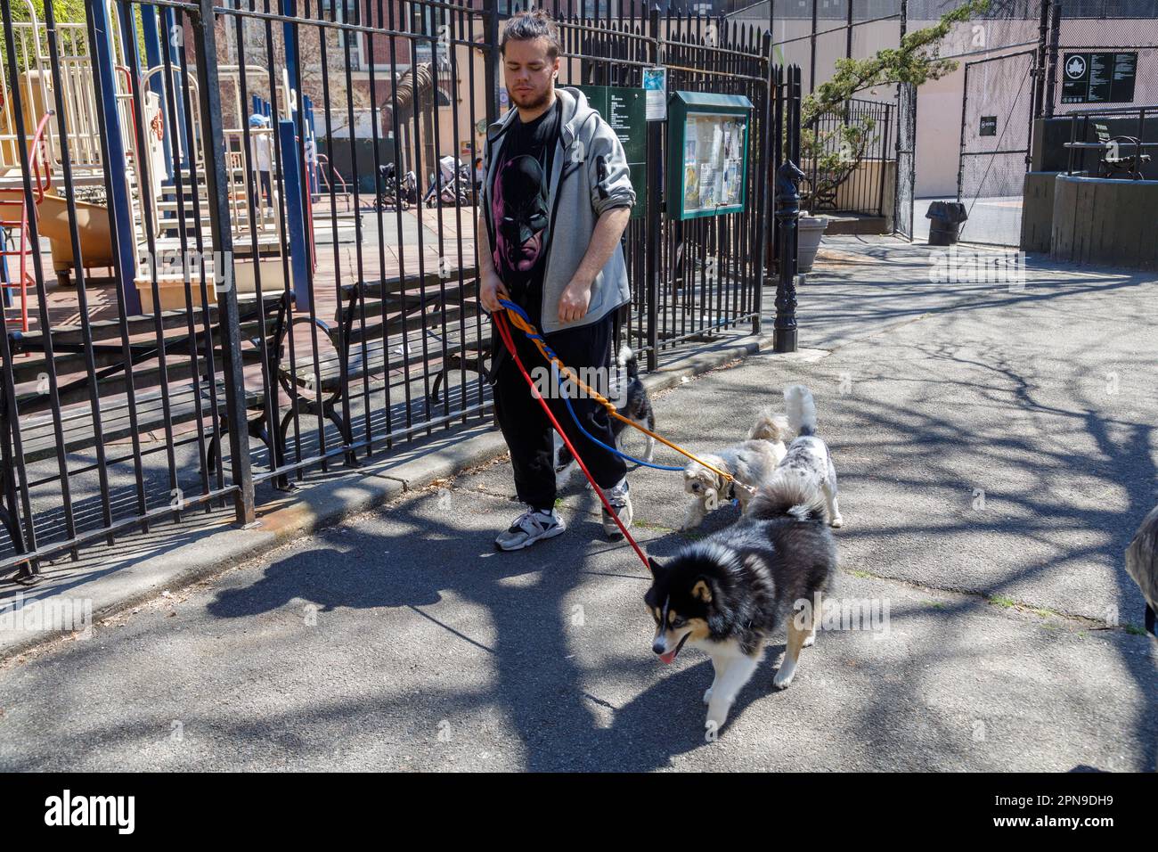 Man walking dogs hi-res stock photography and images - Alamy