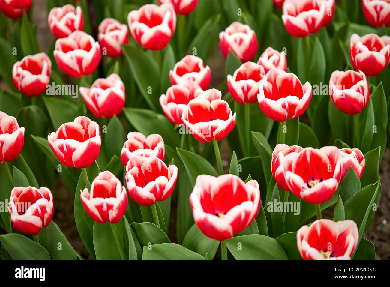 Red tulips in Keukenhof gardens in The Netherlands in spring. Beautiful ...