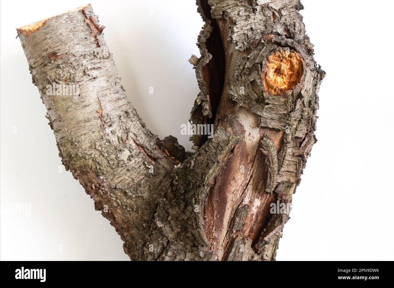 cut down old cherry log on a white background Stock Photo - Alamy