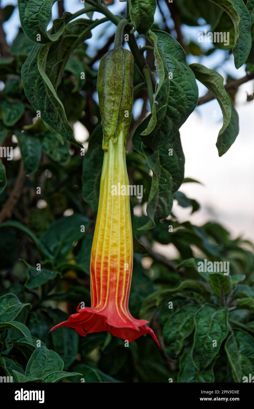 Cloud forest climate flora of the Peruvian Andes along the Inca Trail ...