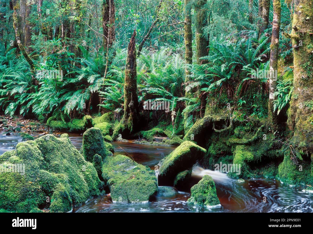 Bird River, Temperate Rain Forest, Tasmania, Australia Stock Photo - Alamy