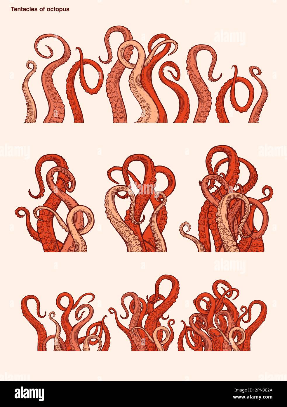 Red octopus tentacles reaching upwards, squid-like marine animal body ...