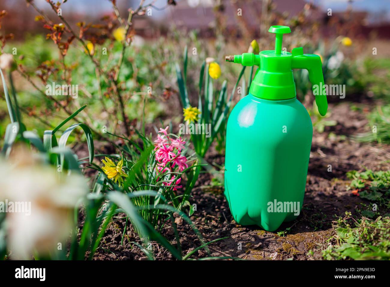 Close up of plastic atomizer. Spraying roses with fungicide insecticide ...