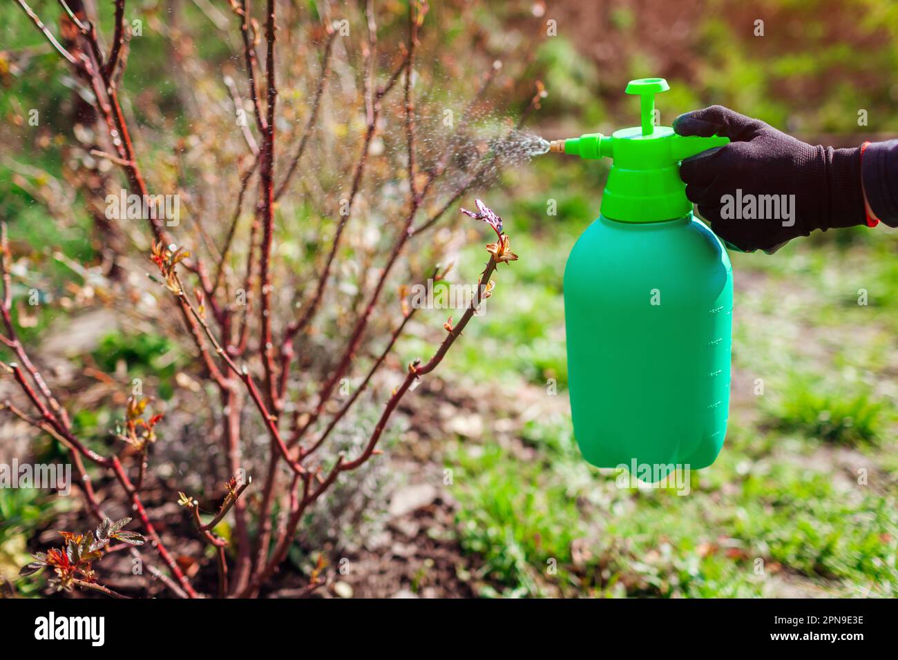 Protecting plants from fungus with atomizer. Gardener sprays roses with ...