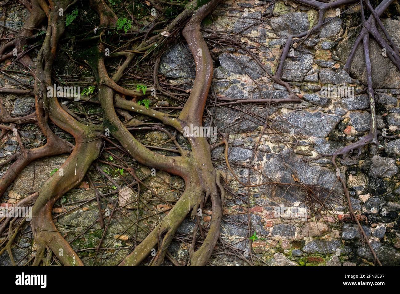 tree roots stuck in old stone wall, in nature location, front view ...