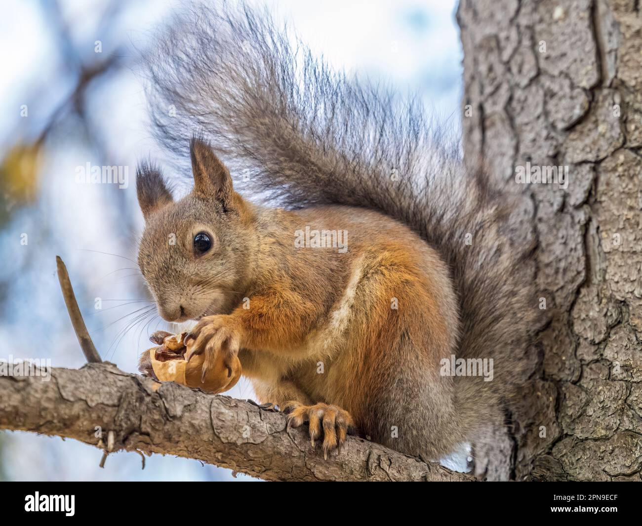The squirrel with nut sits on tree in the autumn. Eurasian red squirrel ...