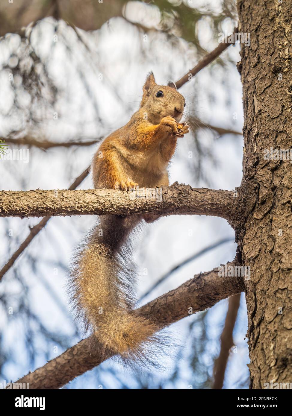 The squirrel with nut sits on tree in the autumn. Eurasian red squirrel ...