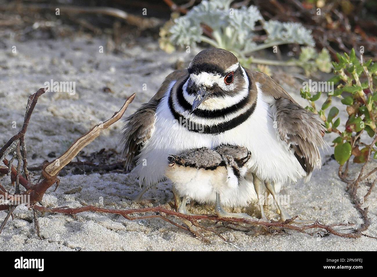 Kildeer on nest hi-res stock photography and images - Alamy
