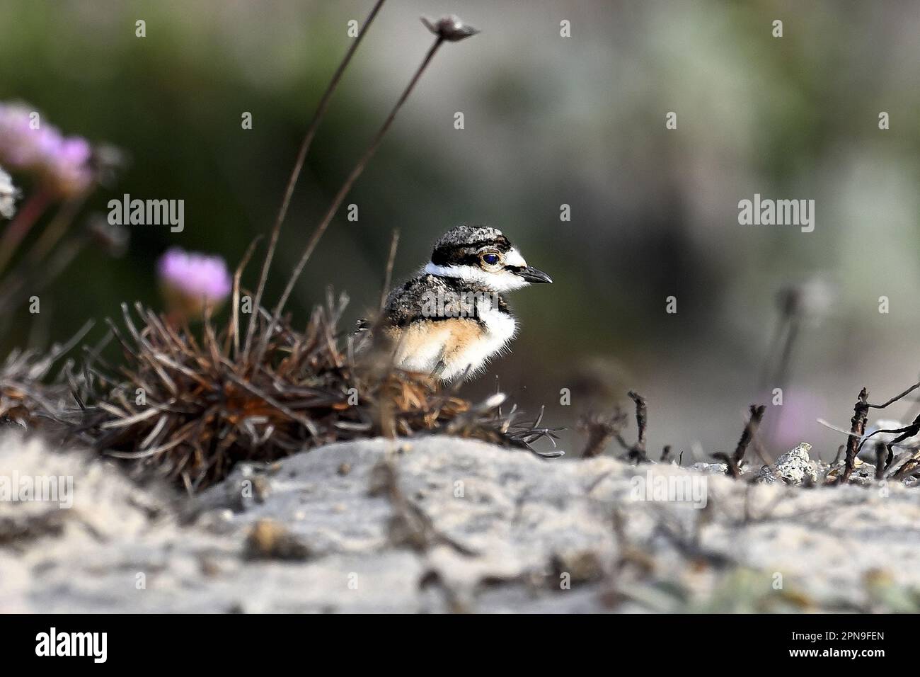 Protecting wing of parent hi-res stock photography and images - Alamy