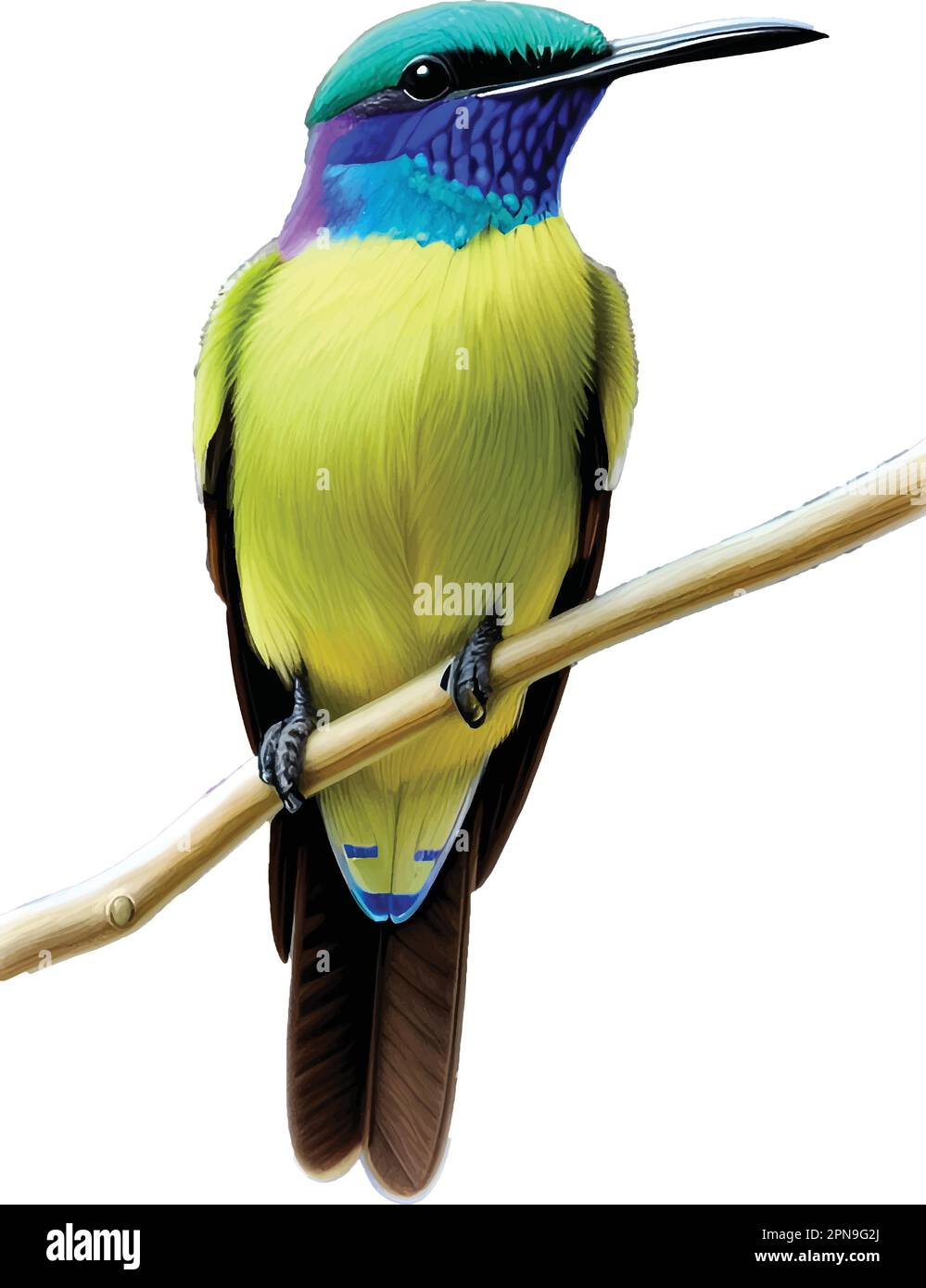 Nice Hummingbird Pencil Draw Vector Stock Vector Image & Art - Alamy
