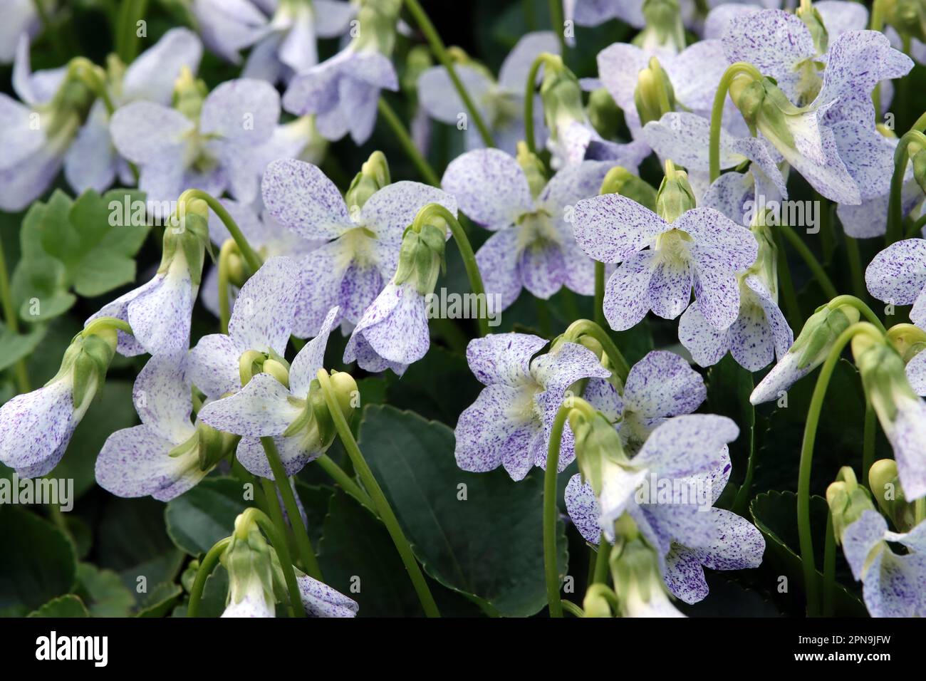 Pfingst-Veilchen Freckles, Viola sororia Hybride Stock Photo - Alamy
