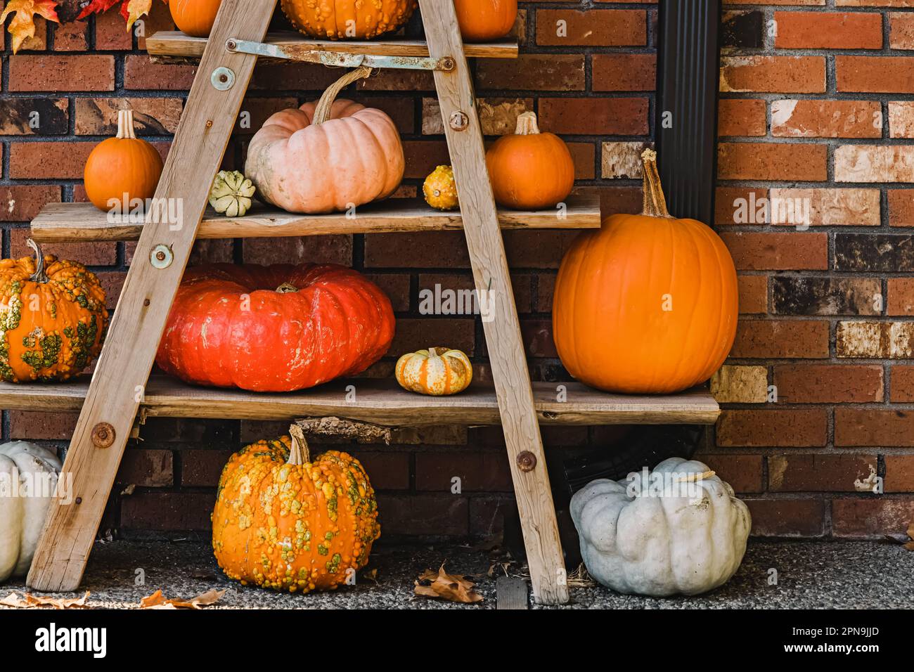 Shapes and sizes of pumpkins hi-res stock photography and images - Alamy