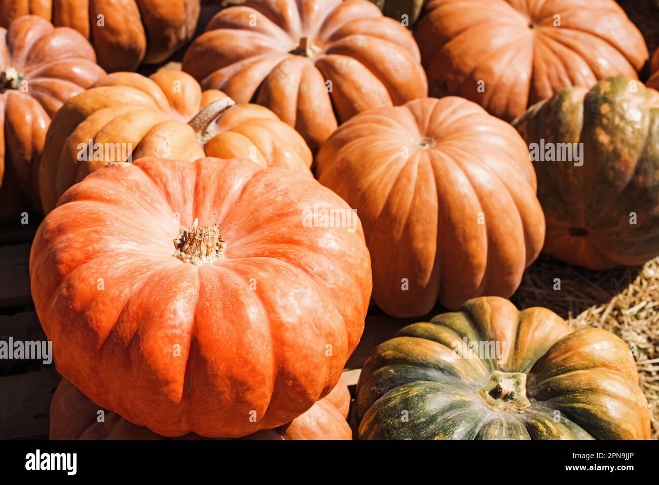 Pumpkin patch market rural hi-res stock photography and images - Alamy