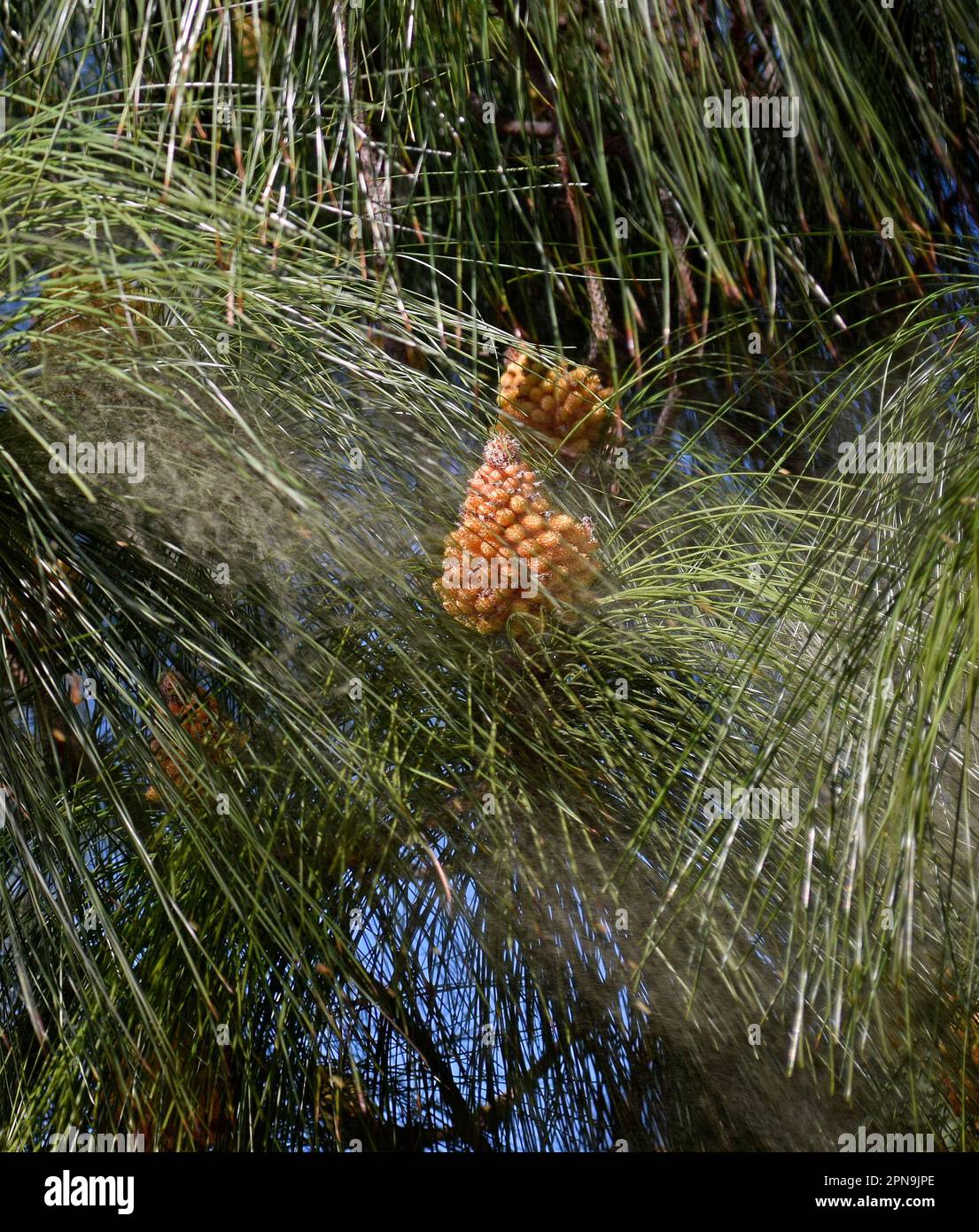 Pollen reproduction hi-res stock photography and images - Alamy