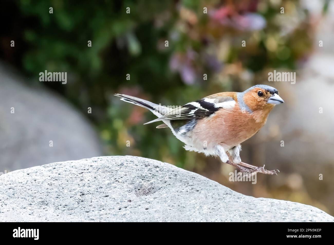 Finch family hi-res stock photography and images - Alamy