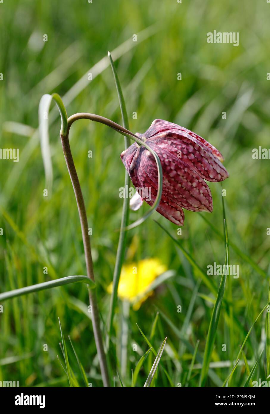 Fritillary, scarse and rare species in flower in a Suffolk meadow ...