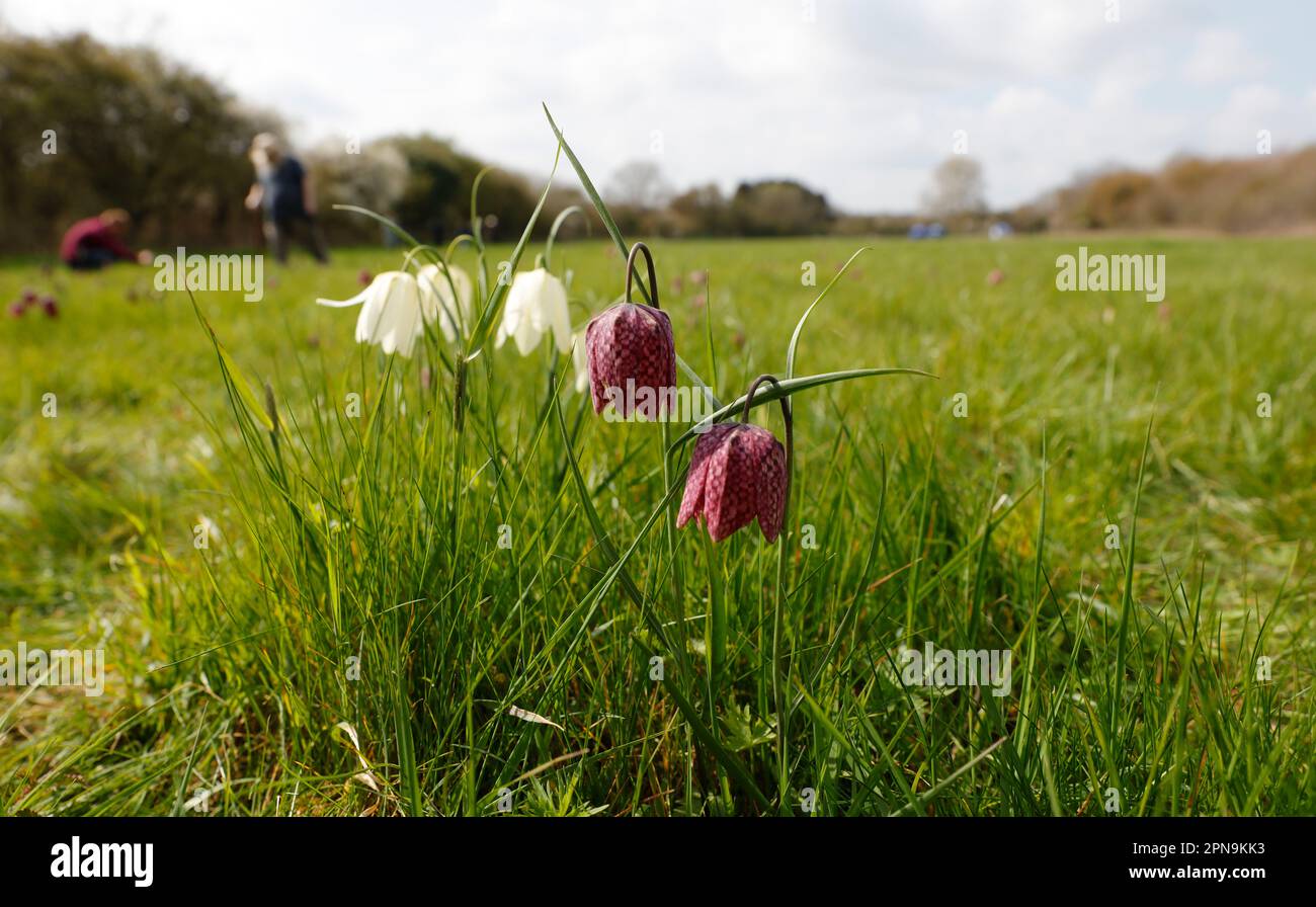 Scarse species hi-res stock photography and images - Alamy